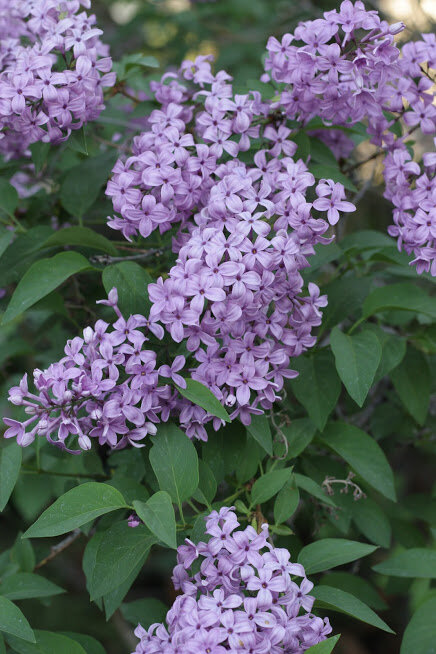 Lilacs and My Senior Prom — the kokoro garden