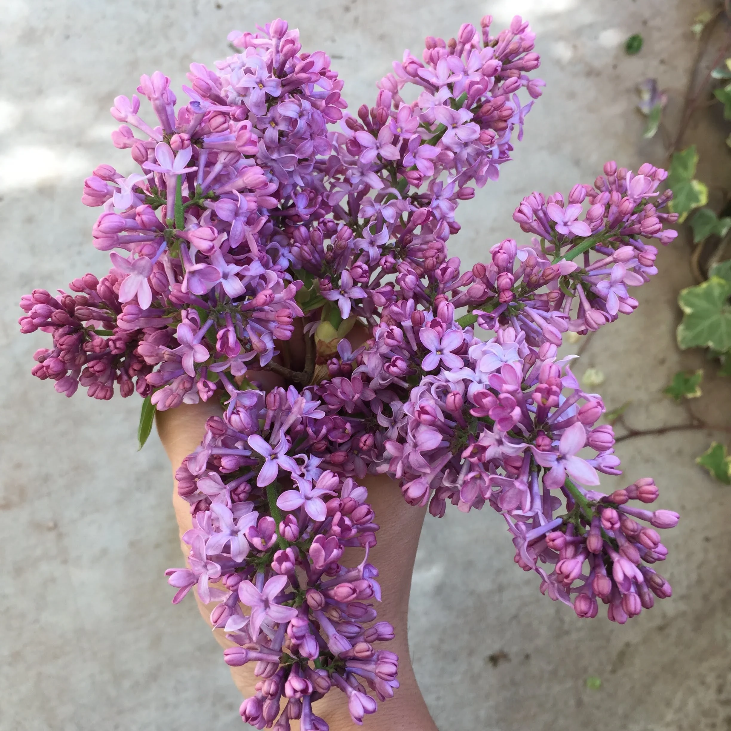 Lilacs and My Senior Prom — the kokoro garden