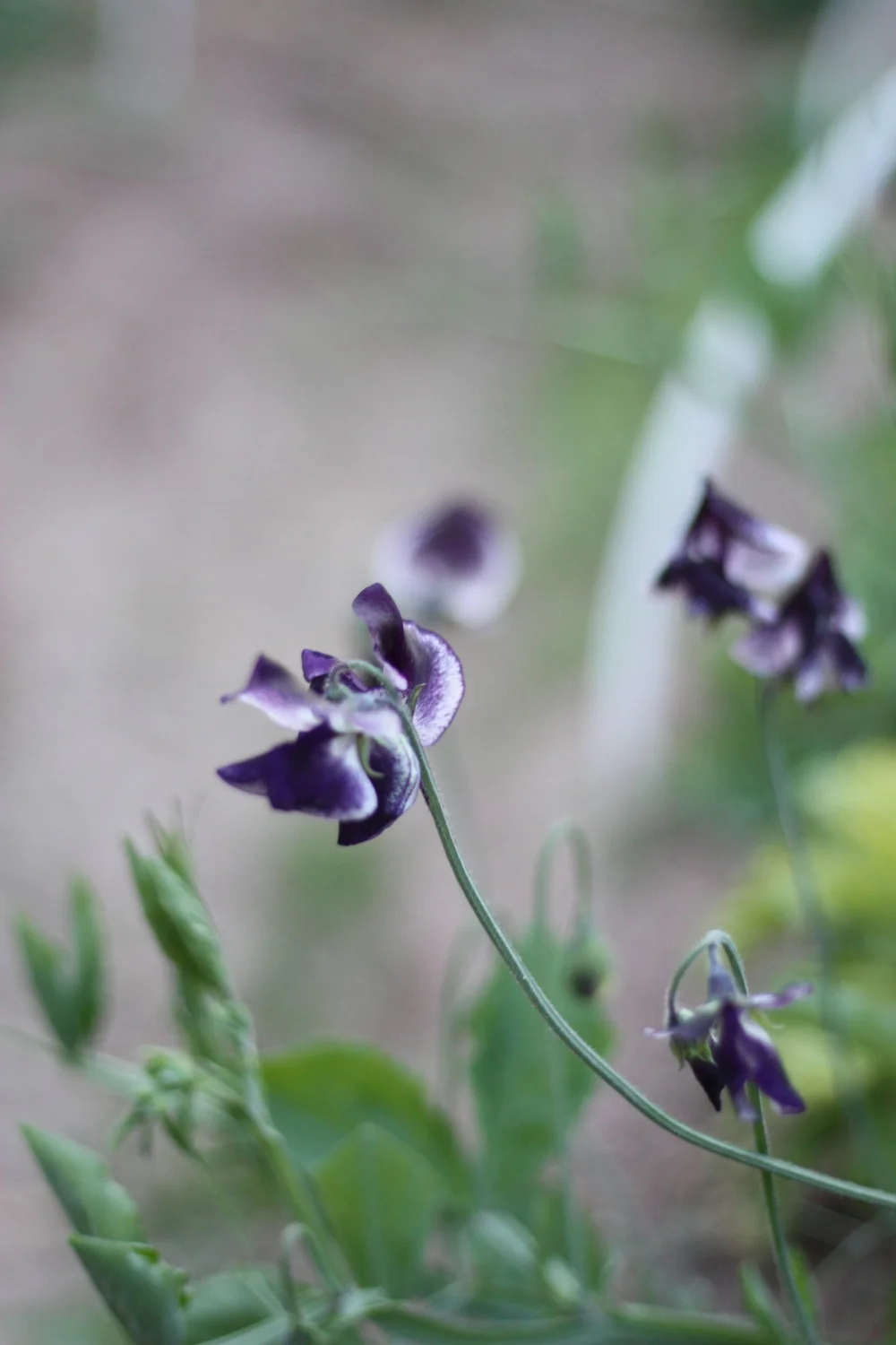 How to Grow Sweet Peas (Even if You Live in the Desert) — the kokoro garden