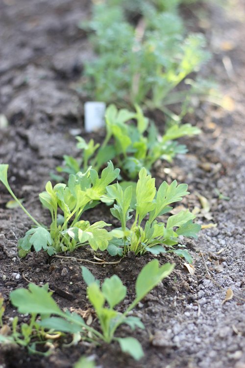 How to Grow Icelandic Poppies - Stress free! — the kokoro garden