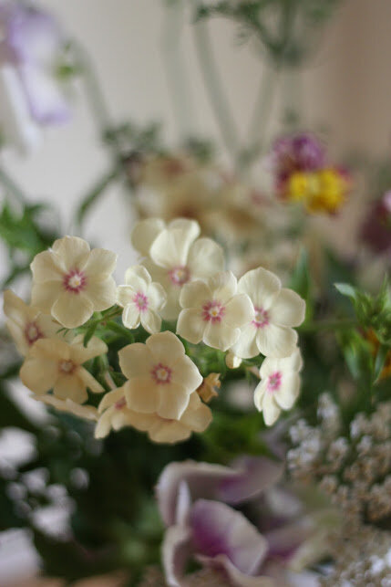How to Grow Phlox 'Cherry Caramel' (for Flower Farmers and the Cutting ...