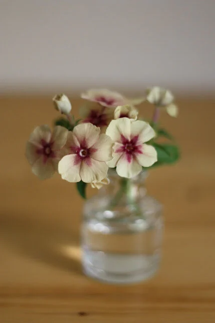 How to Grow Phlox 'Cherry Caramel' (for Flower Farmers and the Cutting ...