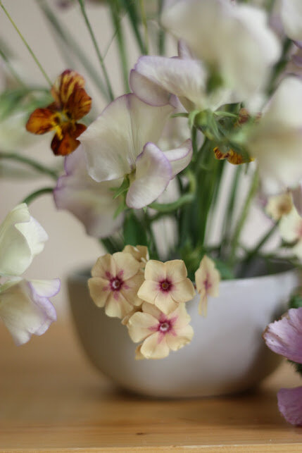 How to Grow Phlox 'Cherry Caramel' (for Flower Farmers and the Cutting ...