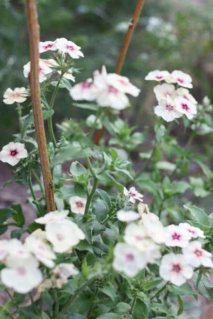 How to Grow Phlox 'Cherry Caramel' (for Flower Farmers and the Cutting ...
