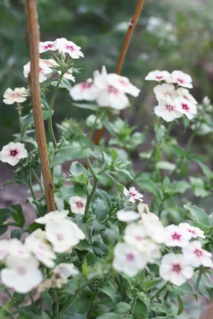 How to Grow Phlox 'Cherry Caramel' (for Flower Farmers and the Cutting ...