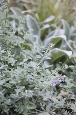 How to Grow Nepeta (Catmint) ‘Walker’s Low’ for Flower Farmers and ...