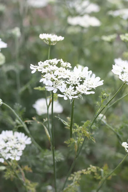 How to Grow Orlaya for the Cutting Garden (and Floral Design) — the ...