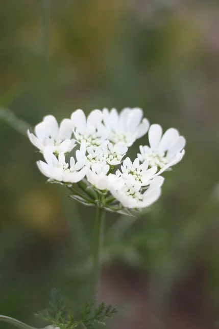 How to Grow Orlaya for the Cutting Garden (and Floral Design) — the ...