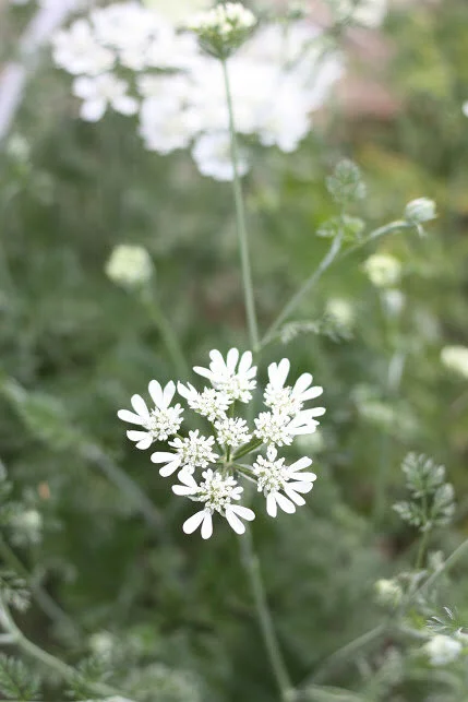 How to Grow Orlaya for the Cutting Garden (and Floral Design) — the ...
