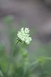 How to Grow Orlaya for the Cutting Garden (and Floral Design) — the ...