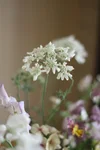 How to Grow Orlaya for the Cutting Garden (and Floral Design) — the ...