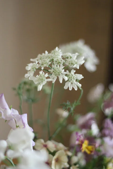 How to Grow Orlaya for the Cutting Garden (and Floral Design) — the ...