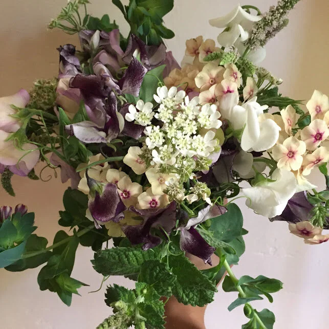 How to Grow Orlaya for the Cutting Garden (and Floral Design) — the ...