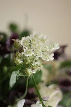 How to Grow Orlaya for the Cutting Garden (and Floral Design) — the ...