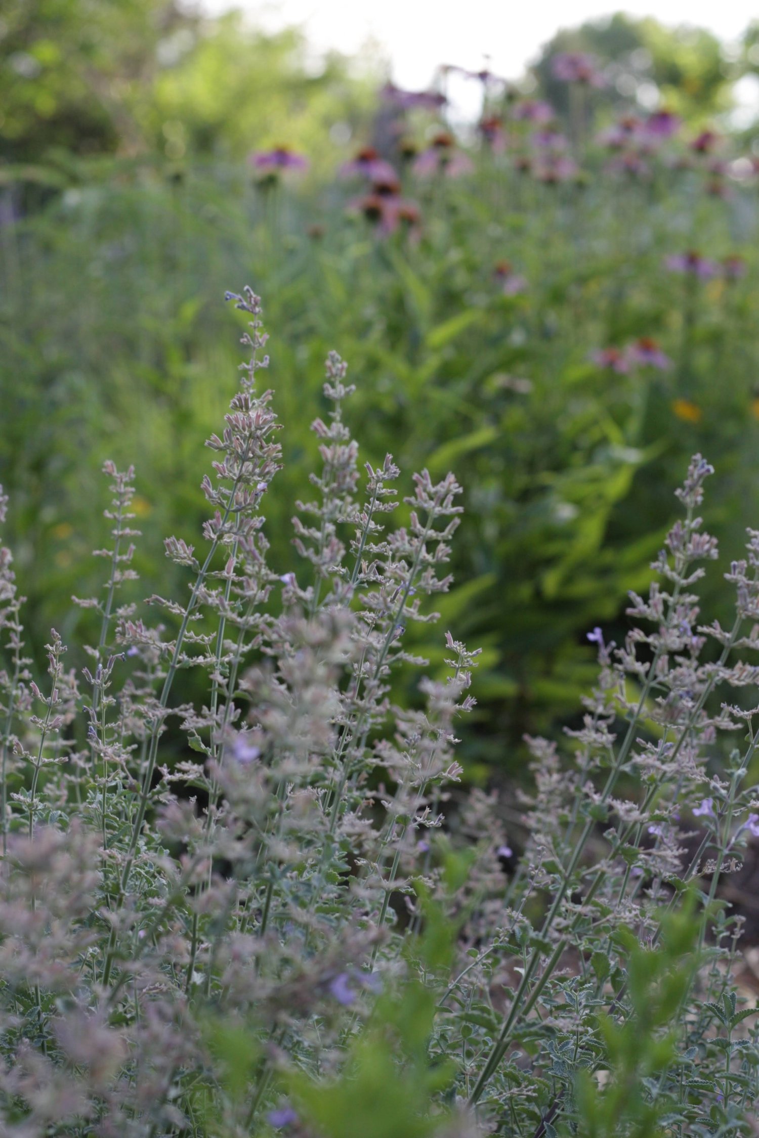 How to Plant a Prairie, Part 1: Why Grow a Prairie? — the kokoro garden