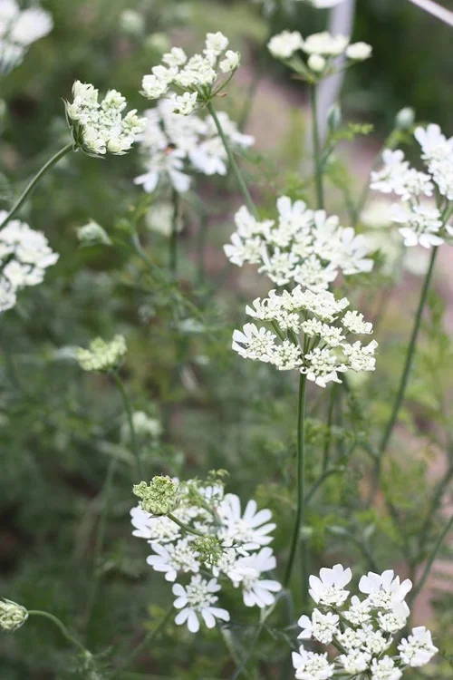 Great Spring Flowers for Small Scale Flower Farms — the kokoro garden