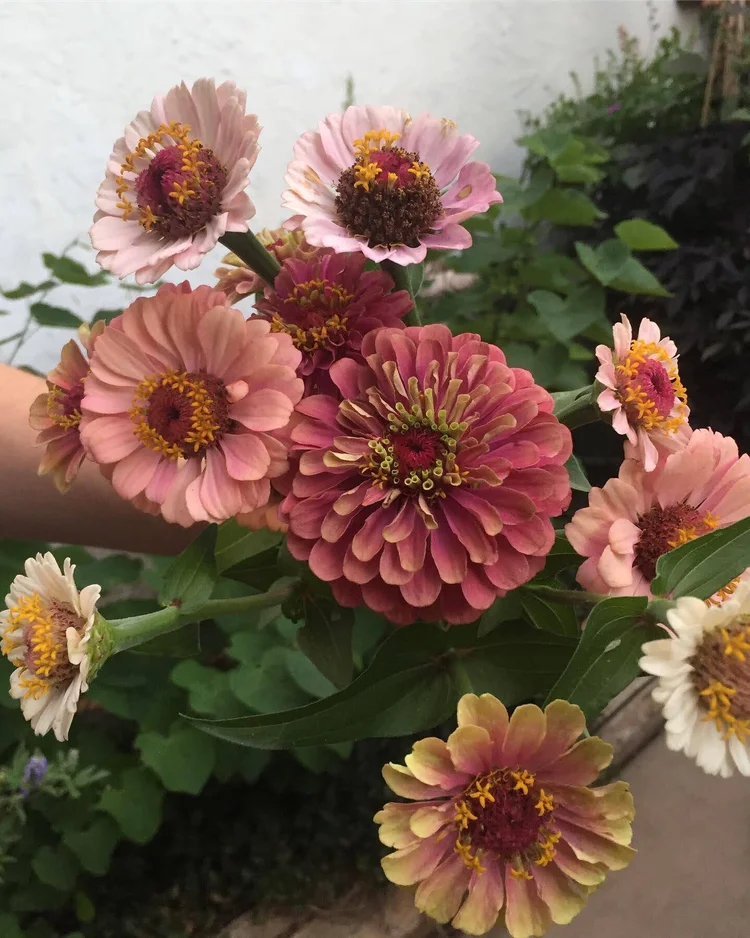 Why We Grow so Many Zinnias as Small Scale Flower Farmers — the kokoro ...
