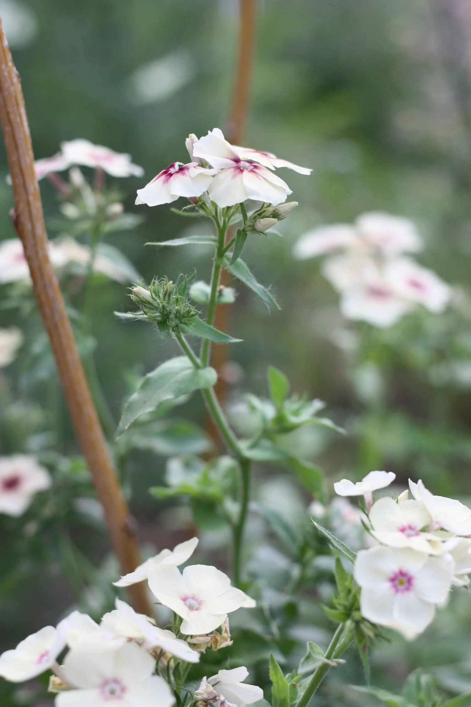 6 Must Have Flowers for the Small Scale Flower Farm — the kokoro garden