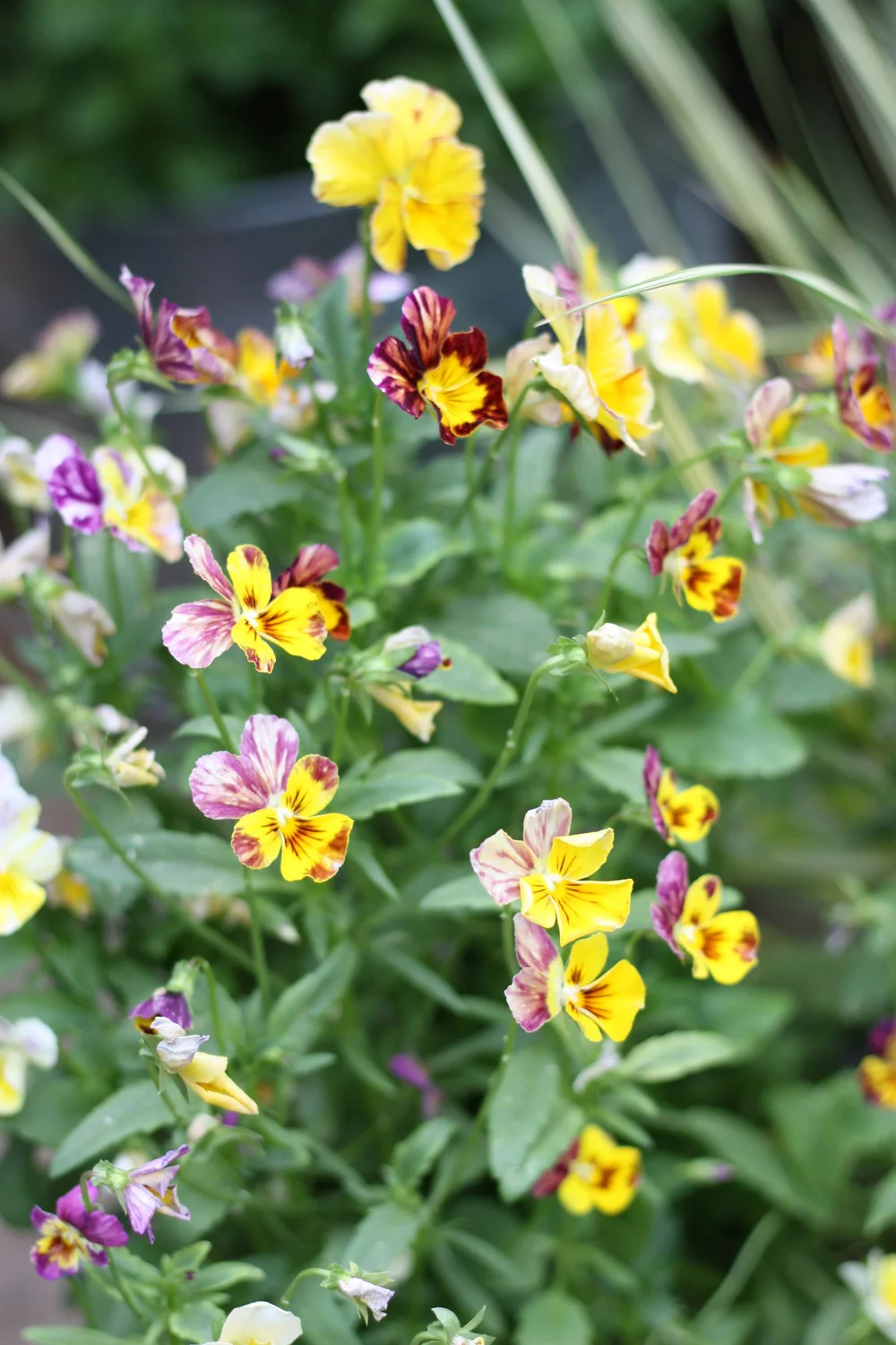 6 Must Have Flowers for the Small Scale Flower Farm — the kokoro garden