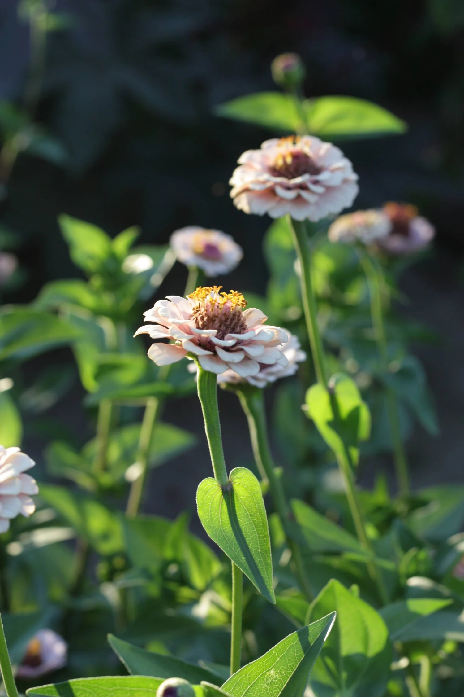 Why We Grow so Many Zinnias as Small Scale Flower Farmers — the kokoro ...