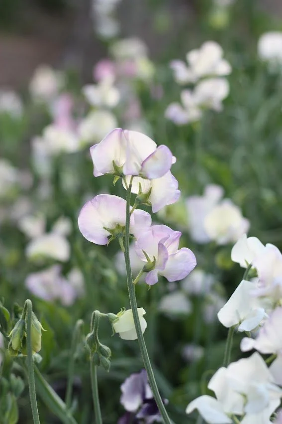 Great Spring Flowers for Small Scale Flower Farms — the kokoro garden
