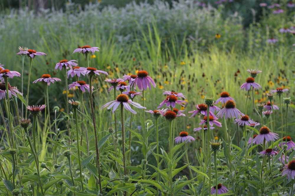 How to Plant a Prairie, Part 1: Why Grow a Prairie? — the kokoro garden