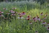 How to Plant a Prairie, Part 1: Why Grow a Prairie? — the kokoro garden