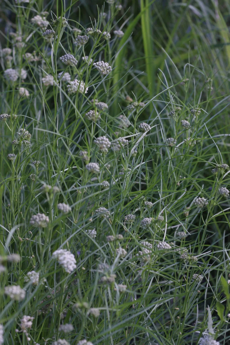 How to Plant a Prairie, Part 1: Why Grow a Prairie? — the kokoro garden