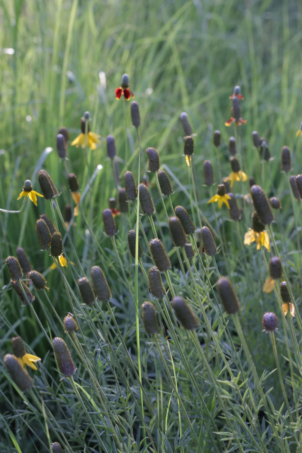How to Plant a Prairie, Part 1: Why Grow a Prairie? — the kokoro garden
