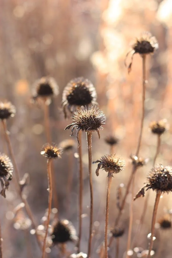 How to Plant a Prairie, Part 1: Why Grow a Prairie? — the kokoro garden
