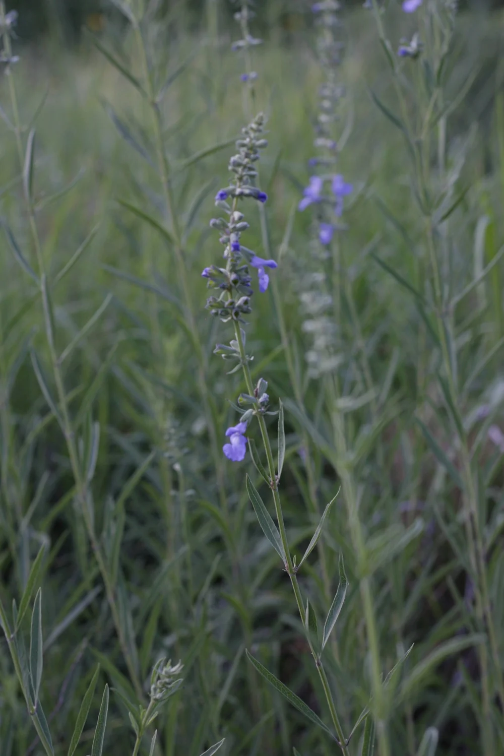 How to Plant a Prairie, Part 1: Why Grow a Prairie? — the kokoro garden