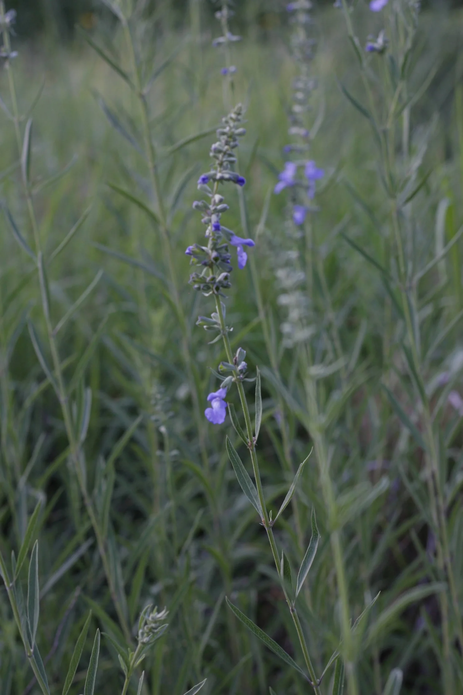 How to Plant a Prairie, Part 1: Why Grow a Prairie? — the kokoro garden