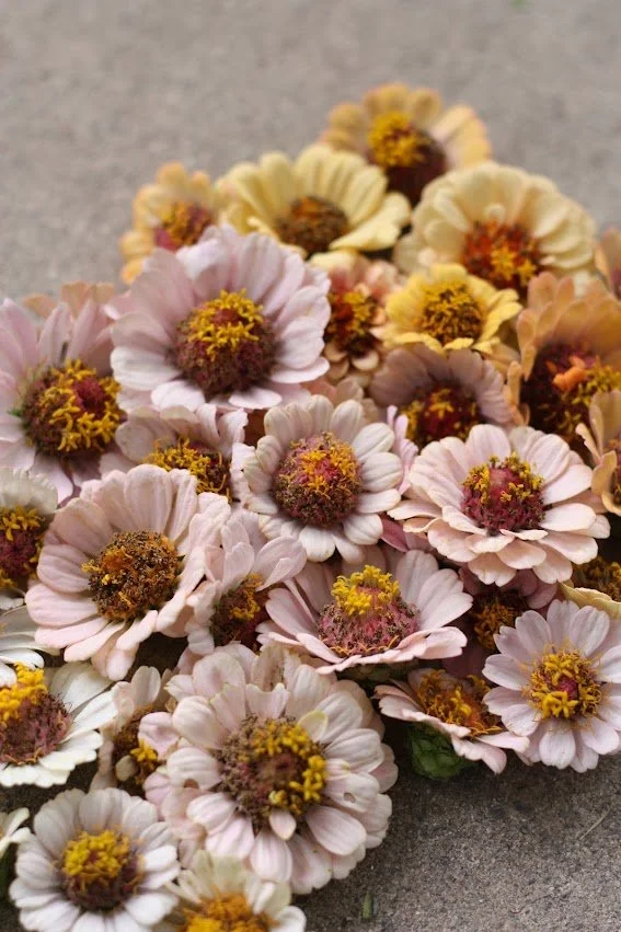 2024 Zinnia Breeding Program — the kokoro garden
