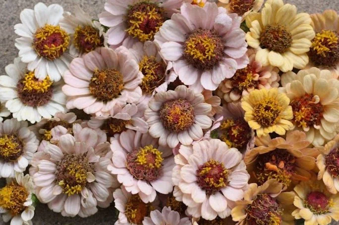 6 Must Have Flowers for the Small Scale Flower Farm — the kokoro garden