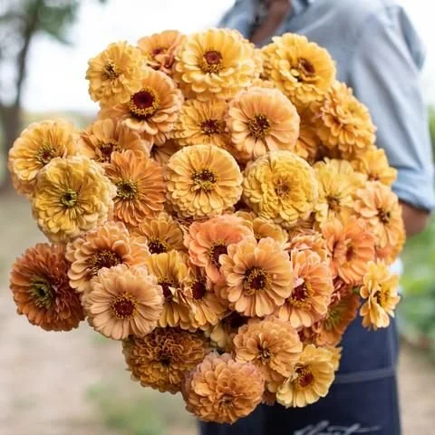 How I Bred My Own Strain of Zinnias (And How You Can As Well) — the ...