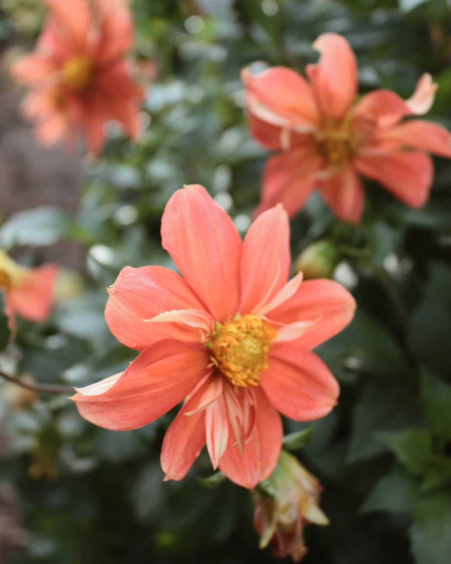 6 Must Have Flowers for the Small Scale Flower Farm — the kokoro garden