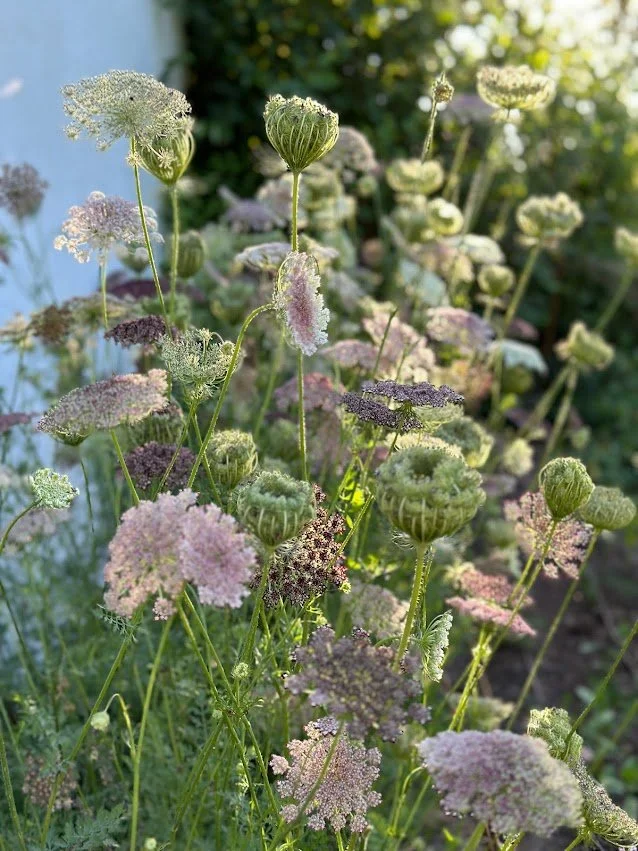 Why Picking a Niche is Everything as a Small Scale Flower Farmer — the ...