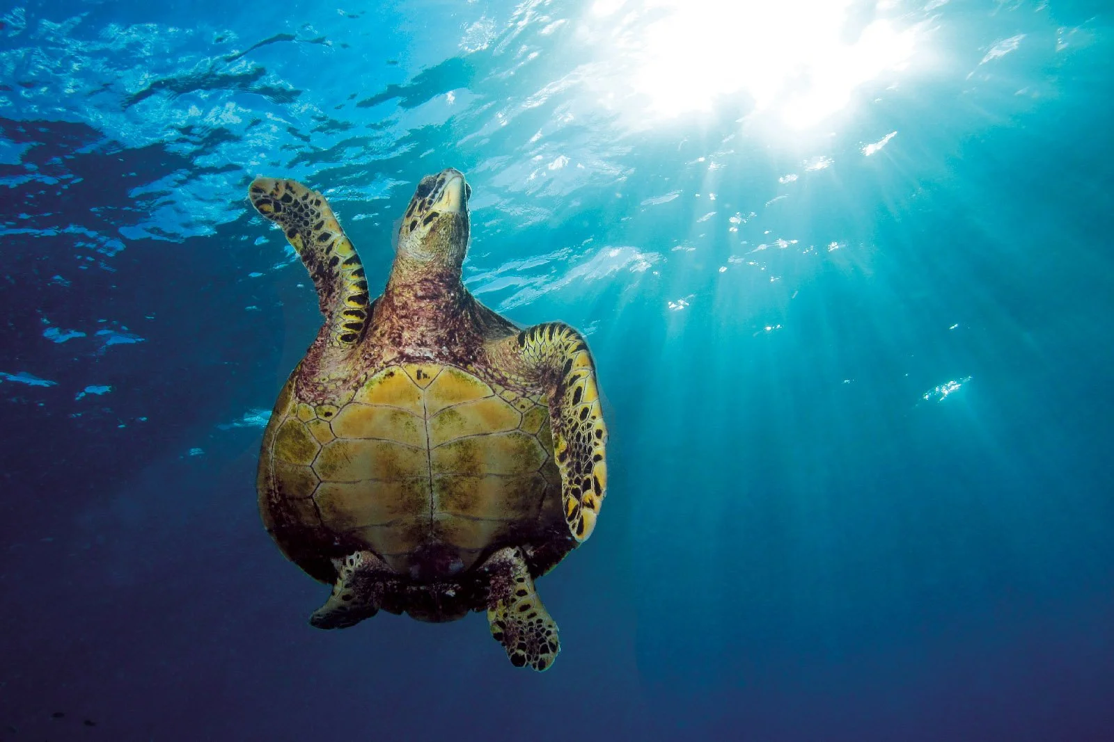 Hawksbills: The Most Beautiful of Sea Turtles — The State of the World ...