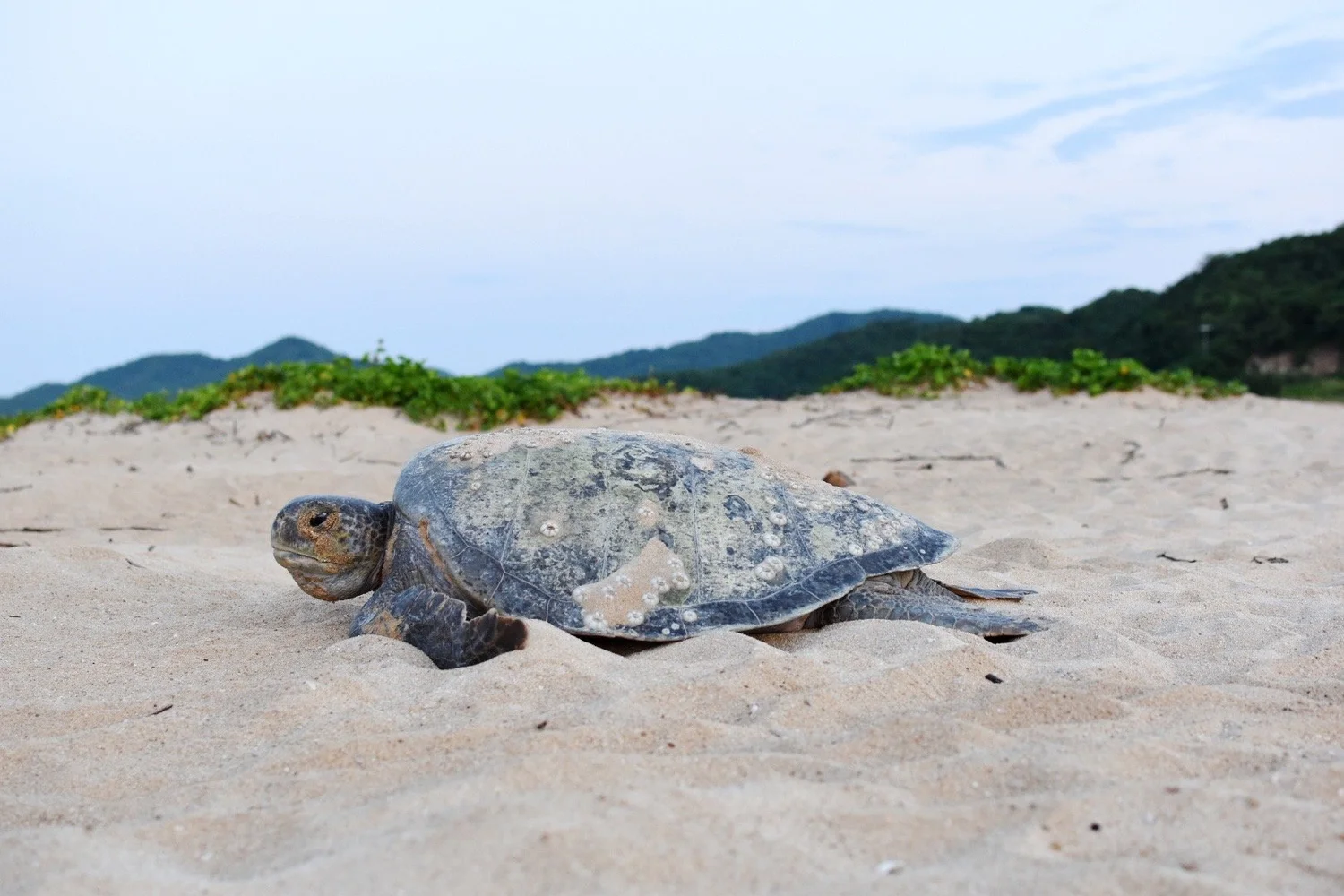 FAQ: How To Determine a Sea Turtle’s Age — The State of the World's Sea ...