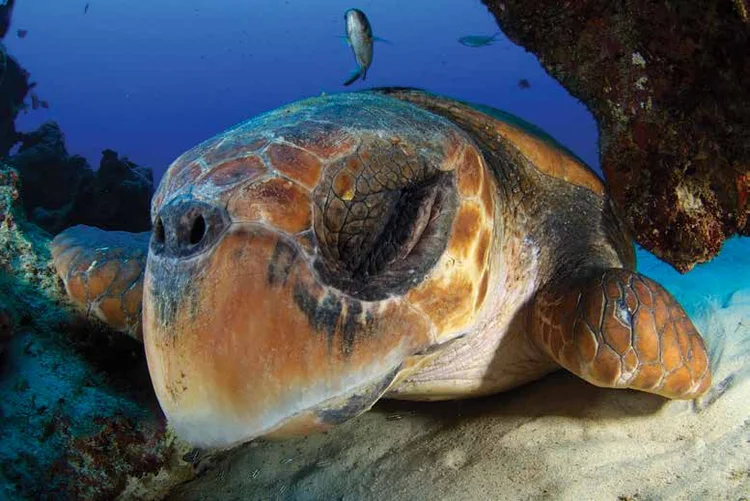 The Pacific Loggerhead, So Excellent a Connector — The State of the ...