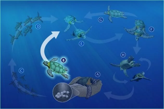 The Sea Turtle Life Cycle — The State of the World's Sea Turtles | SWOT