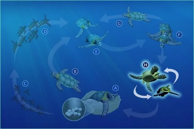 The Sea Turtle Life Cycle — The State of the World's Sea Turtles | SWOT