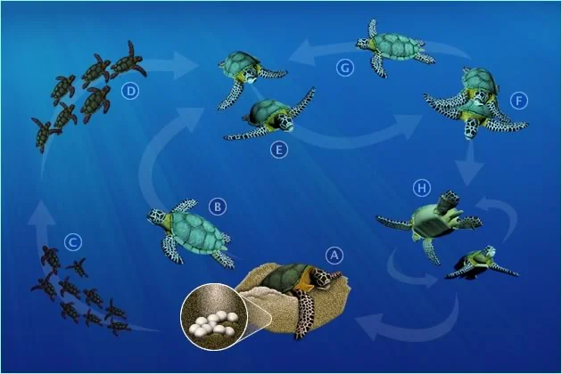 The Sea Turtle Life Cycle — The State of the World's Sea Turtles | SWOT
