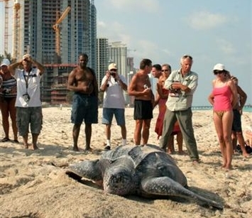 Threats to Sea Turtles — The State of the World's Sea Turtles | SWOT