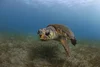 Loggerhead Turtle | Sea Turtle Species — The State of the World's Sea ...