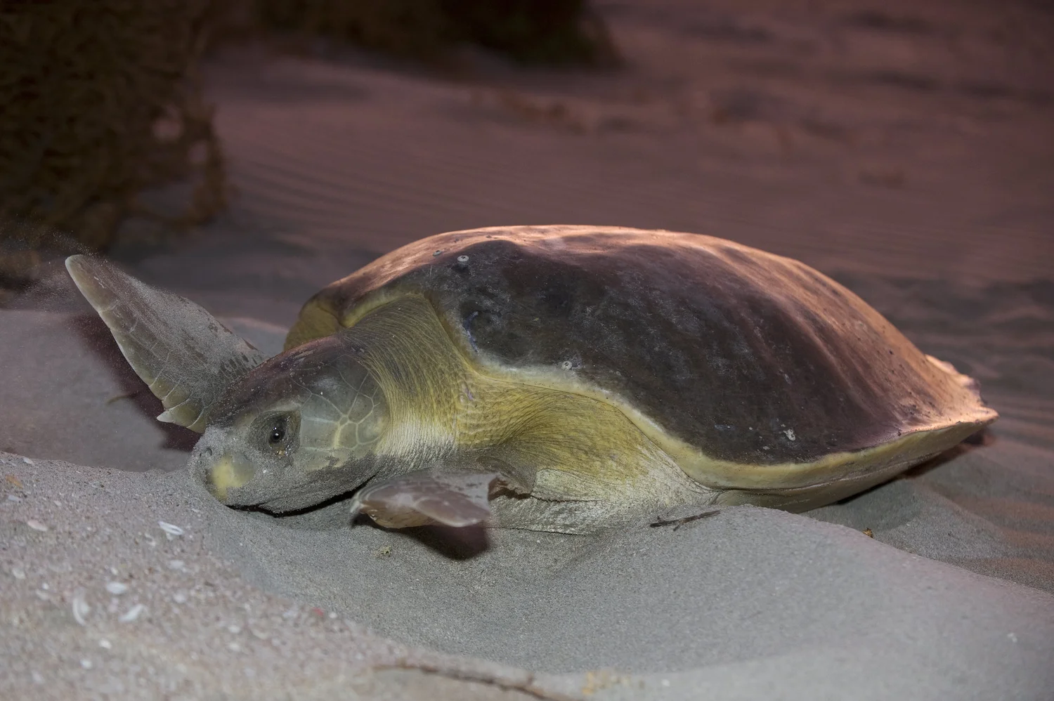 Flatback Turtles | Sea Turtle Species — The State of the World's Sea ...