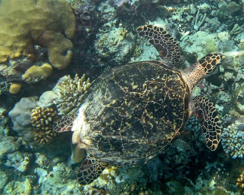 Hawksbill Turtle | Sea Turtle Species — The State of the World's Sea ...