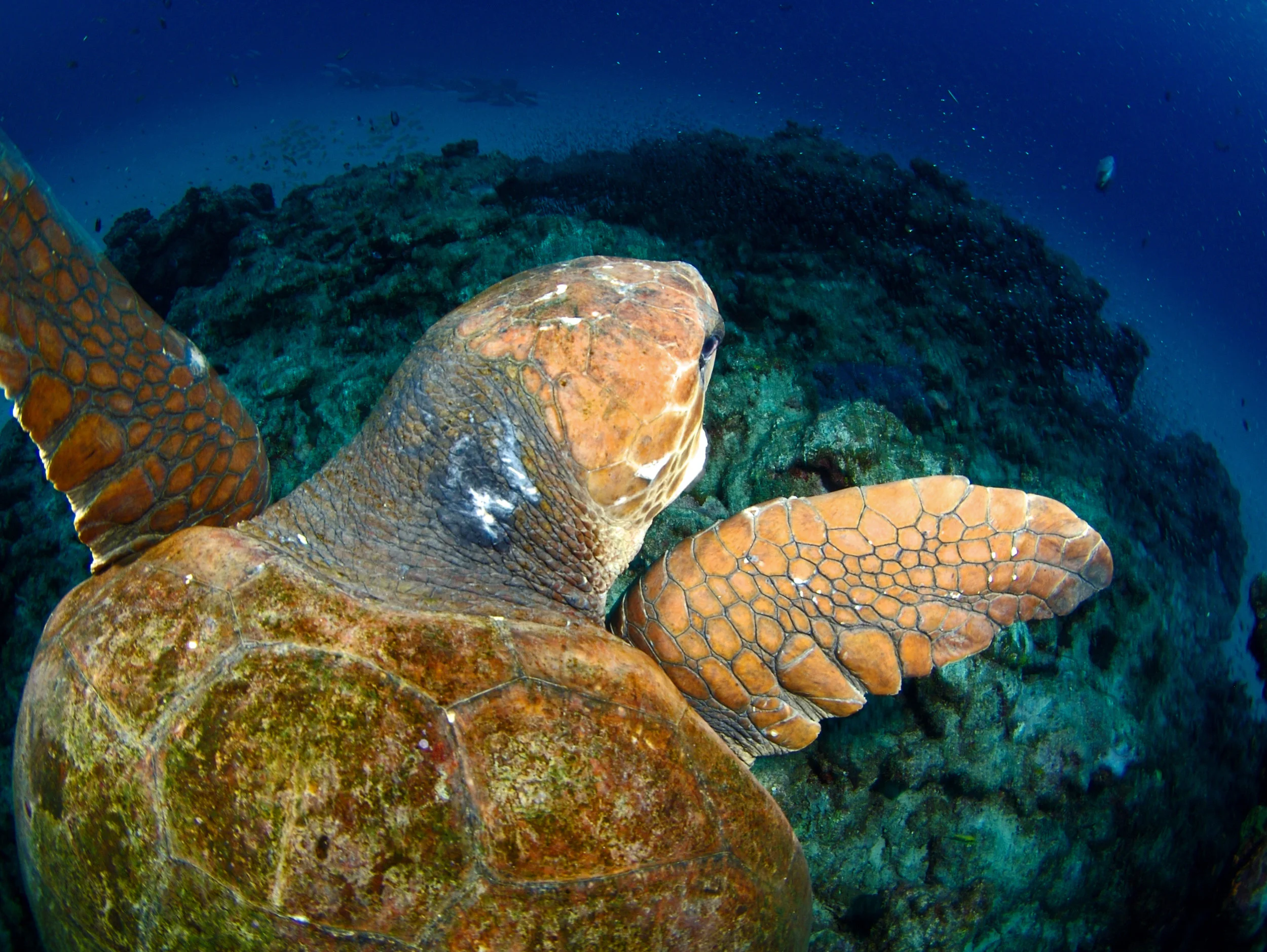 Sea Turtle Conservation in the Land of Urashima Taro — The State of the ...