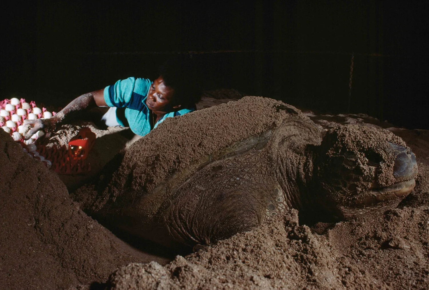 Sea Turtle Farming: Past, Present and Future? — The State of the World ...