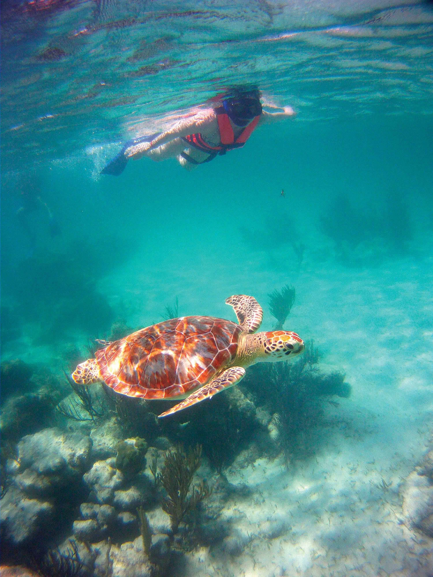 Ancient Mayan “Place of the Turtles” Copes with Modern-Day Tourism ...